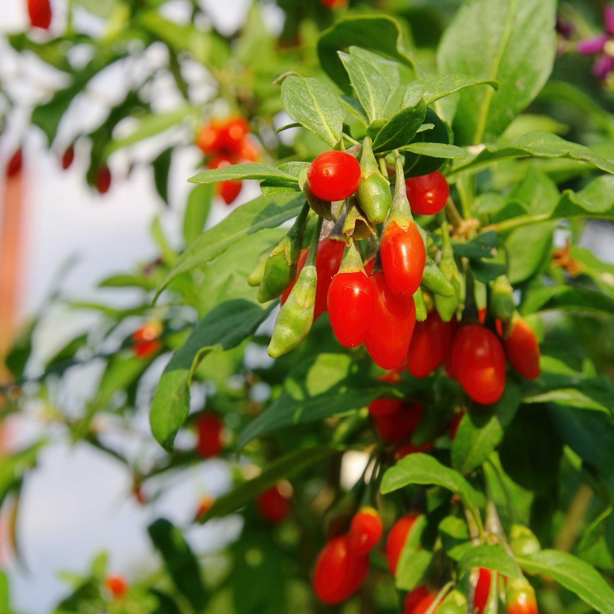 3 gal Goji Berry Live Shrub with Full Sunlight Conditions - Walmart ...