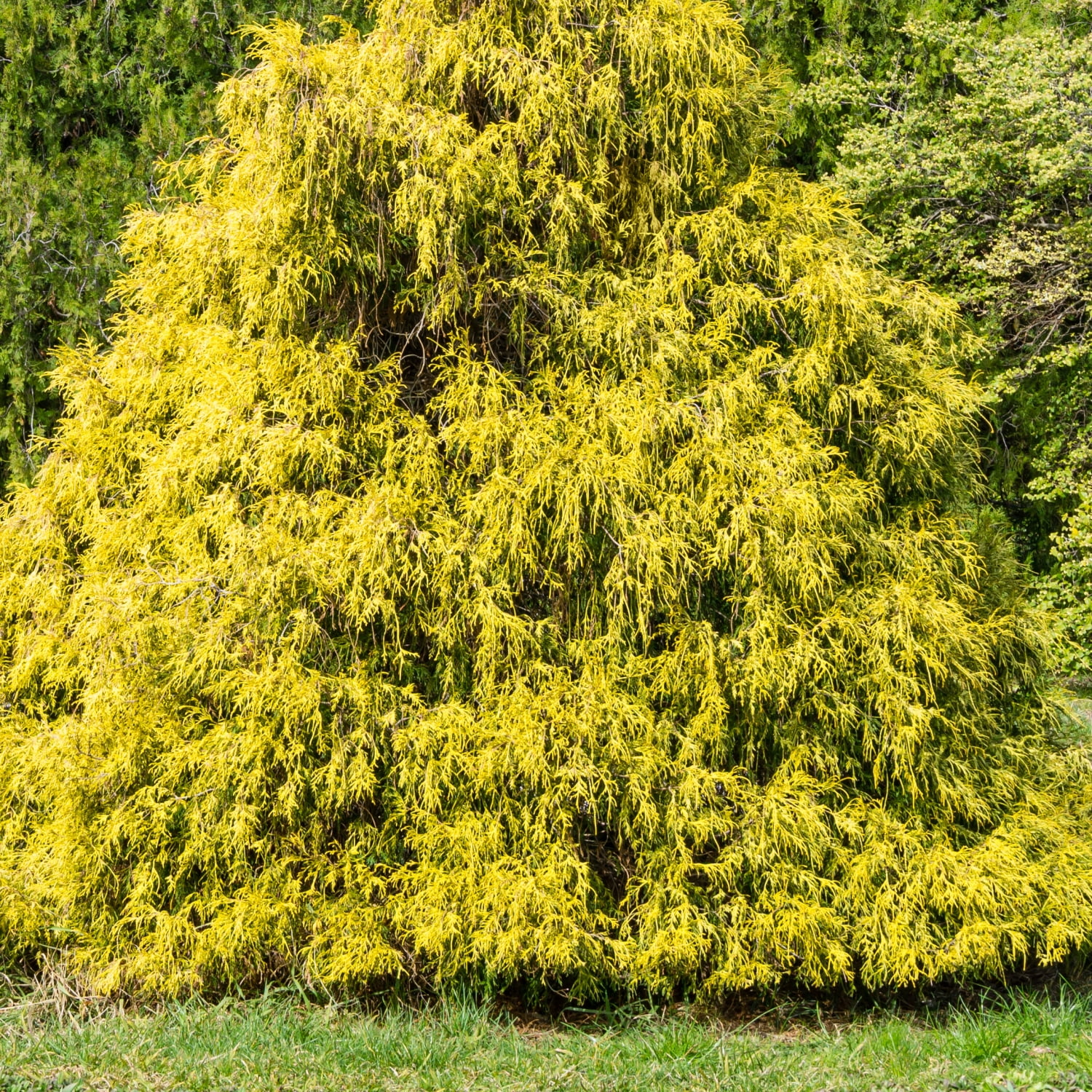 3 gal. Live Shrub Gold Mop Cypress Condition with Full Sunlight ...