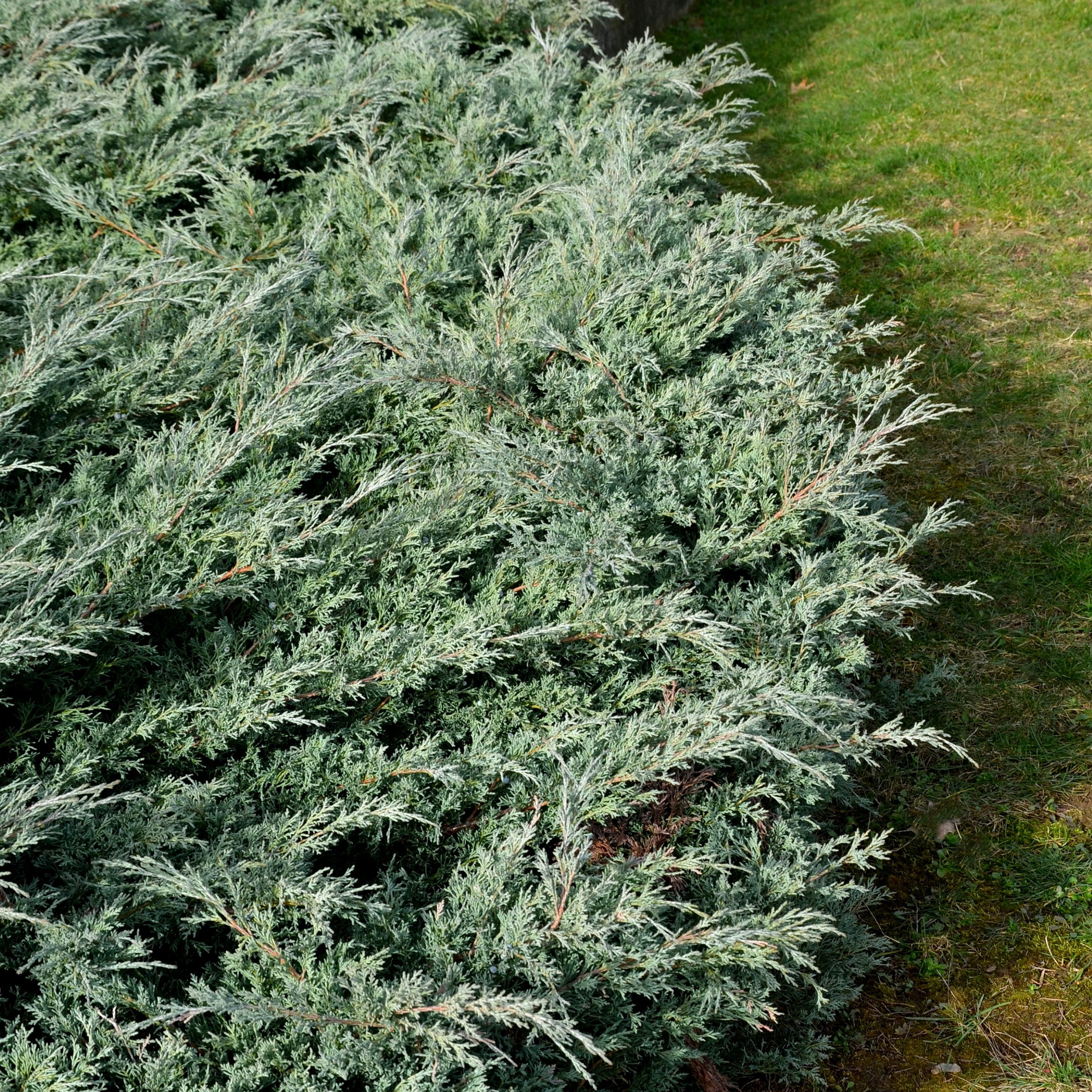3 gal Gray Owl Juniper Live Perennial Shrub Conditions with Full ...