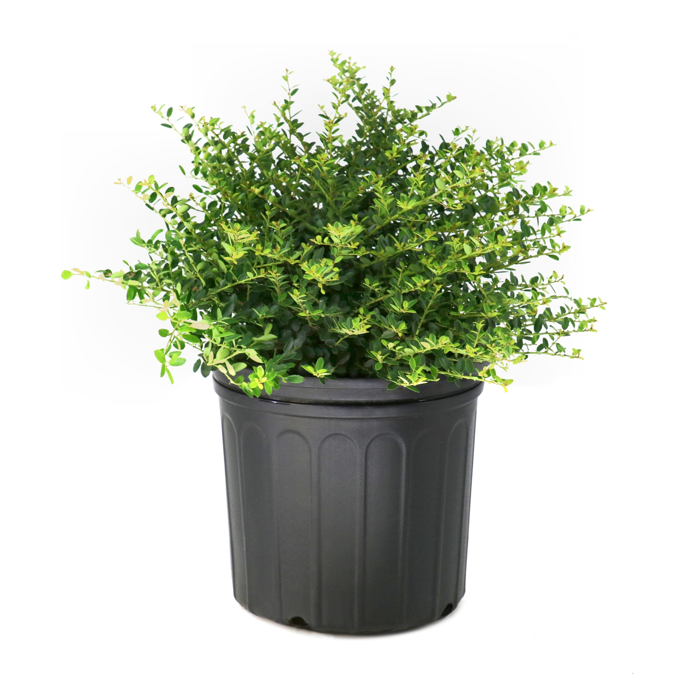 3 gal. Helleri Shrub - Walmart.com