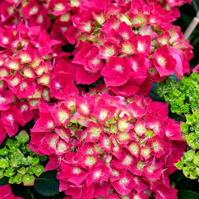 3 gal. Hydrangea Glowing Embers Live Shrub with Pink Flowers Part Shade ...