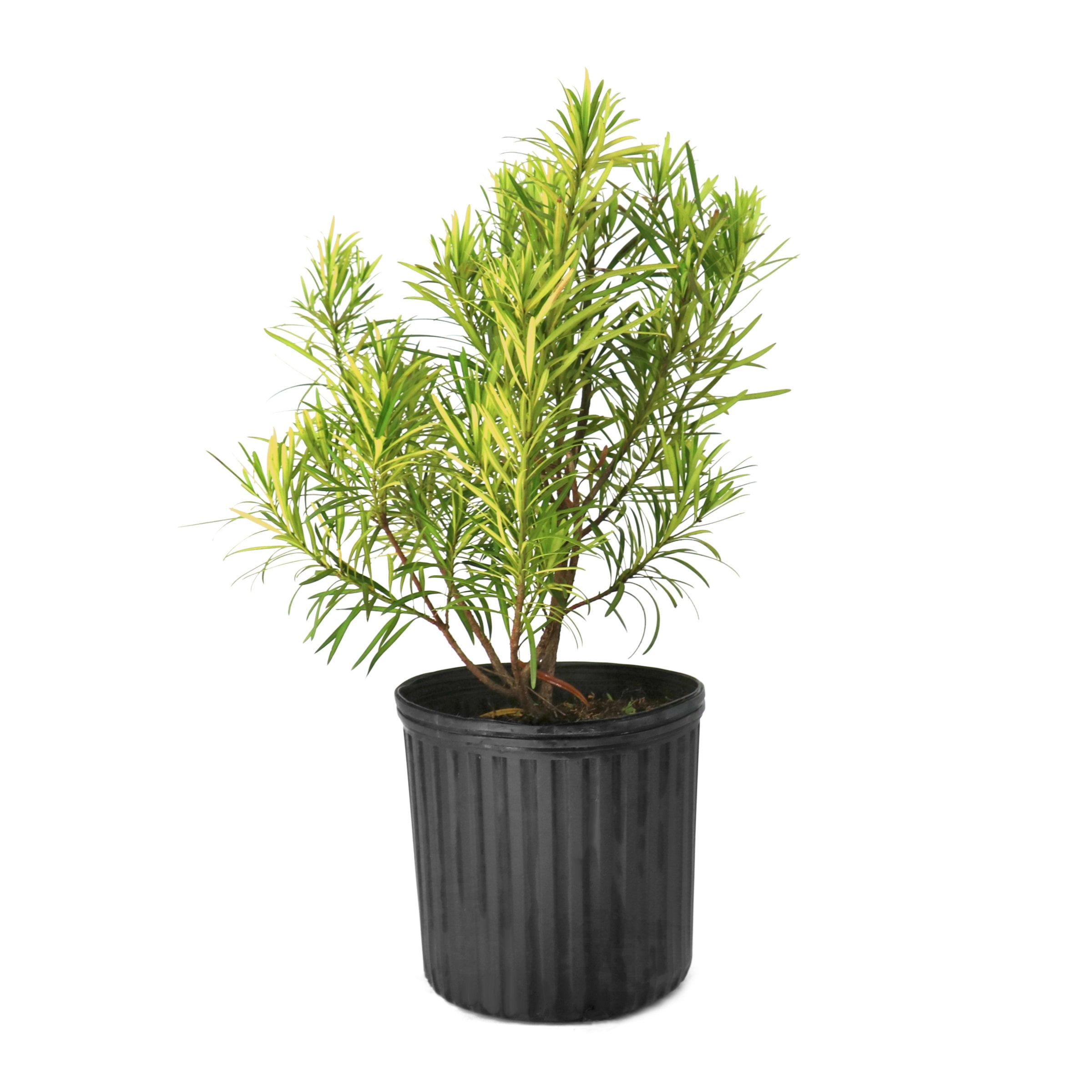 3 gal. Japanese Yew Dwarf Pringles Shrub - Walmart.com