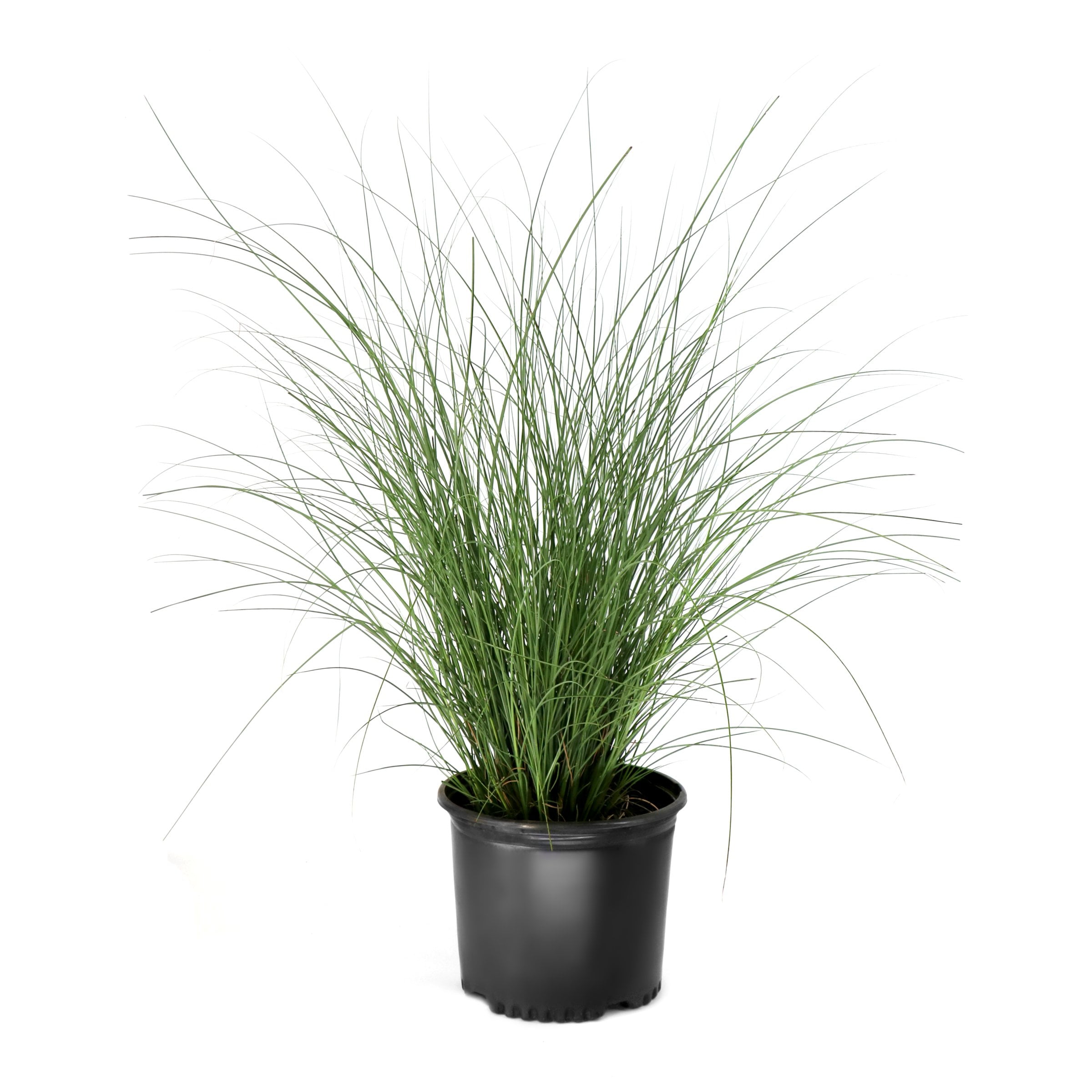 3 gal. Maiden Grass Plant - Walmart.com