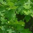 3 gal Overcup Oak Live Tree with Full Sunlight - Walmart.com