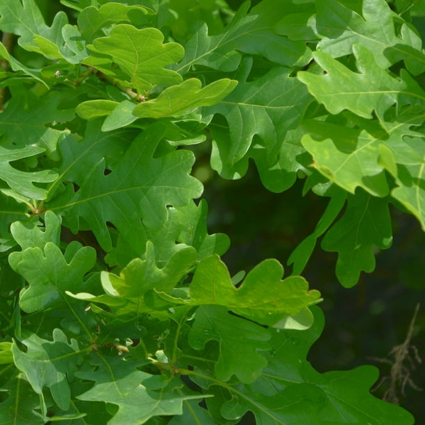 3 gal Overcup Oak Live Tree with Full Sunlight - Walmart Business Supplies