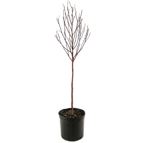 Live Birch Tree