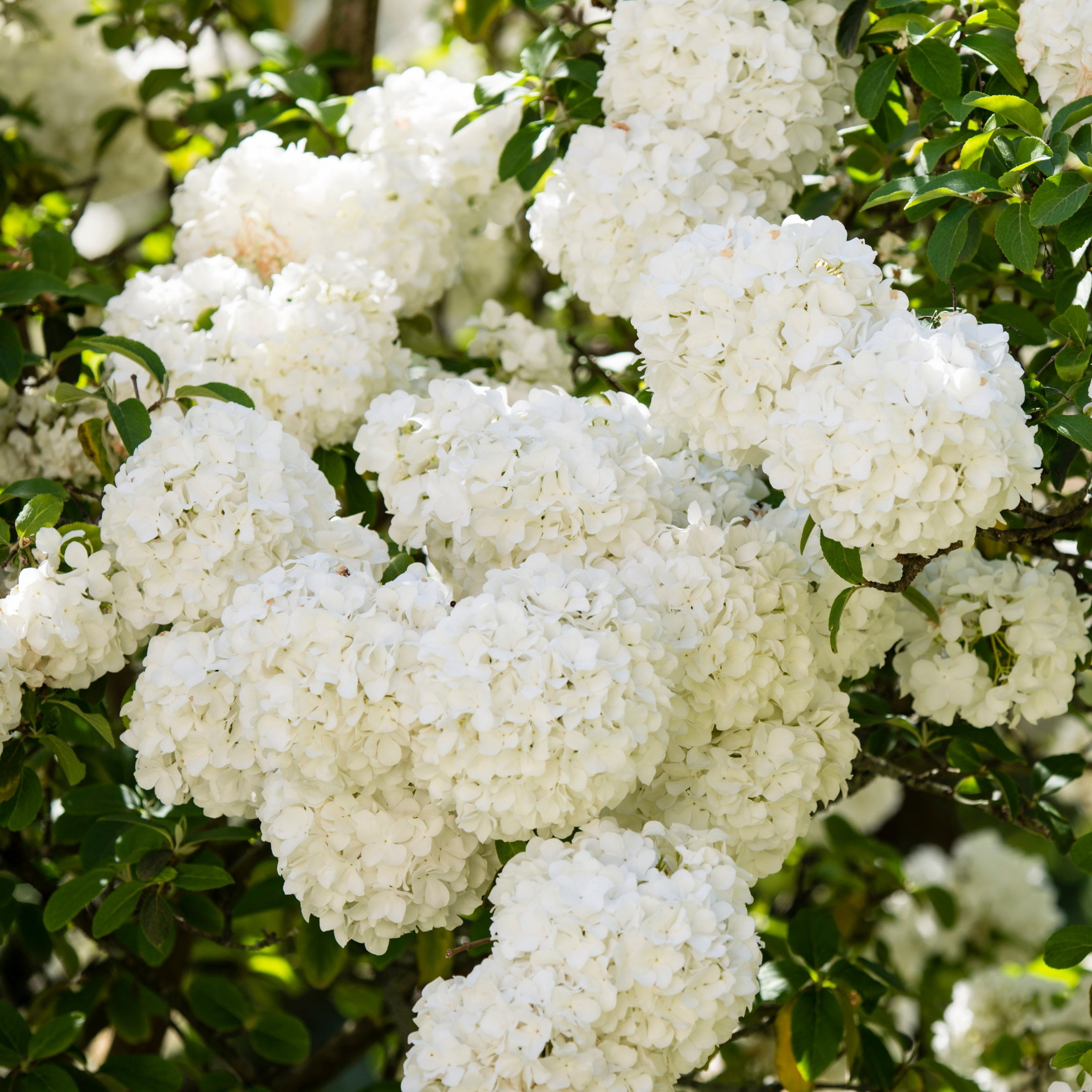 National Plant Network 3 gal Viburnum Snowball Shrub with White Flowers ...