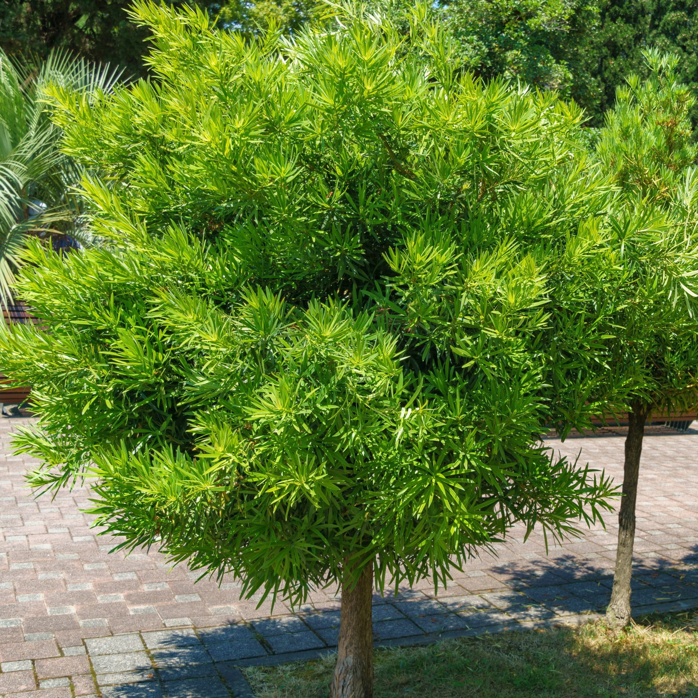 3 gal Yew Live Shrub with Partial Shade Conditions - Walmart.com