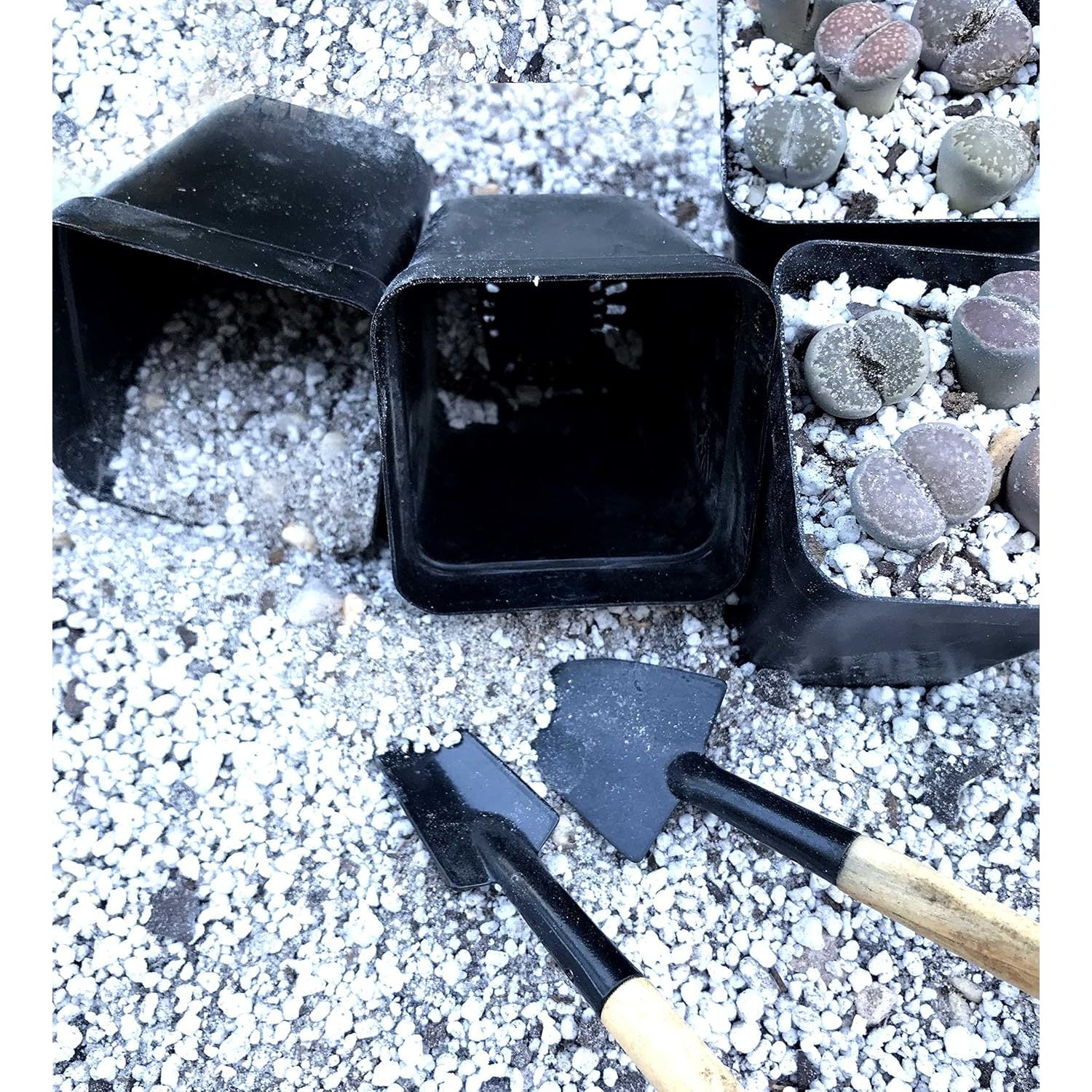 3 lb (Approximately 2 Quarts) Special Lithops Soil Mix Perfect Potting ...