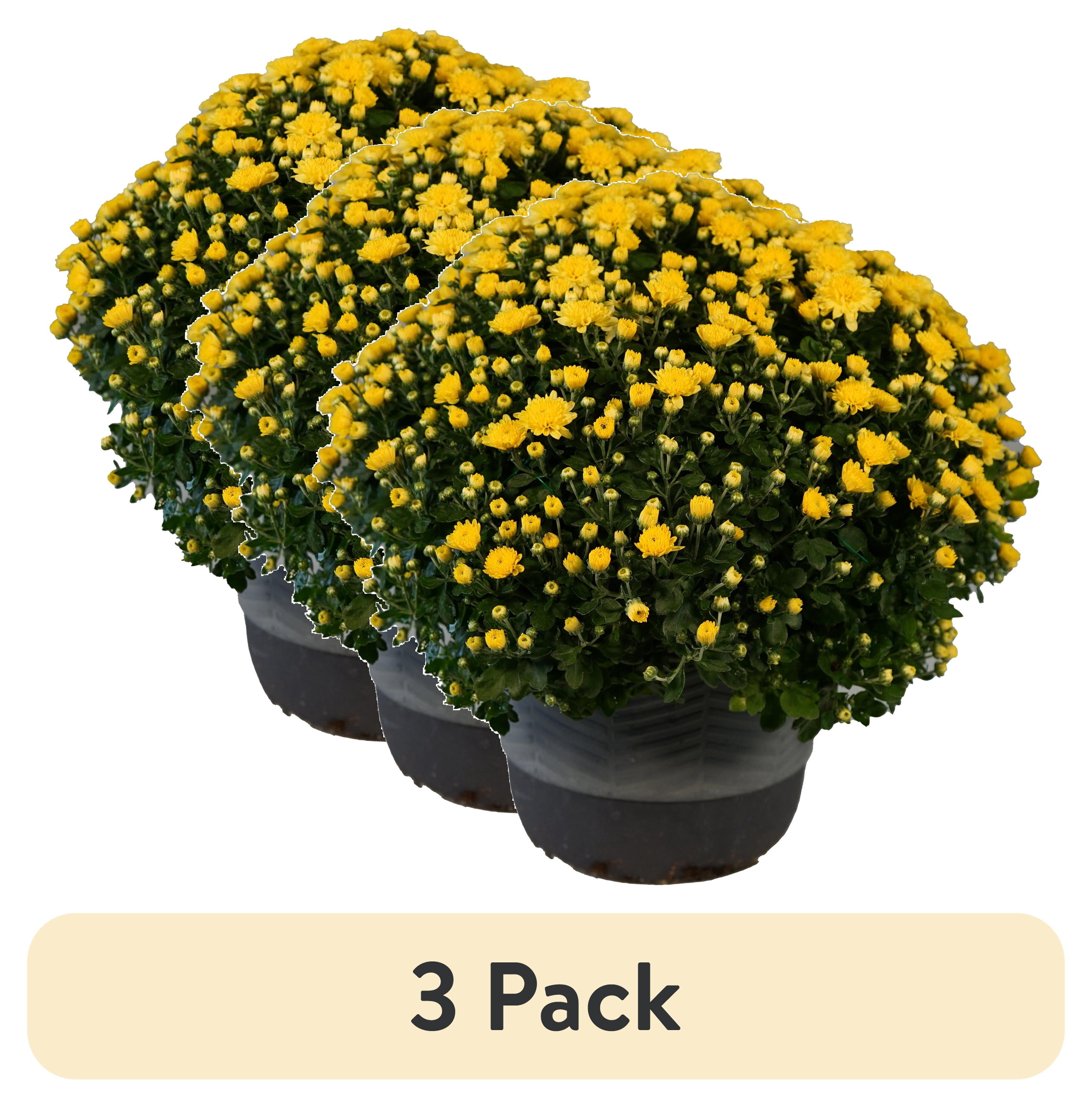 (3 pack) Better Homes & Gardens 1.5G Yellow Mum Live Plant in ...