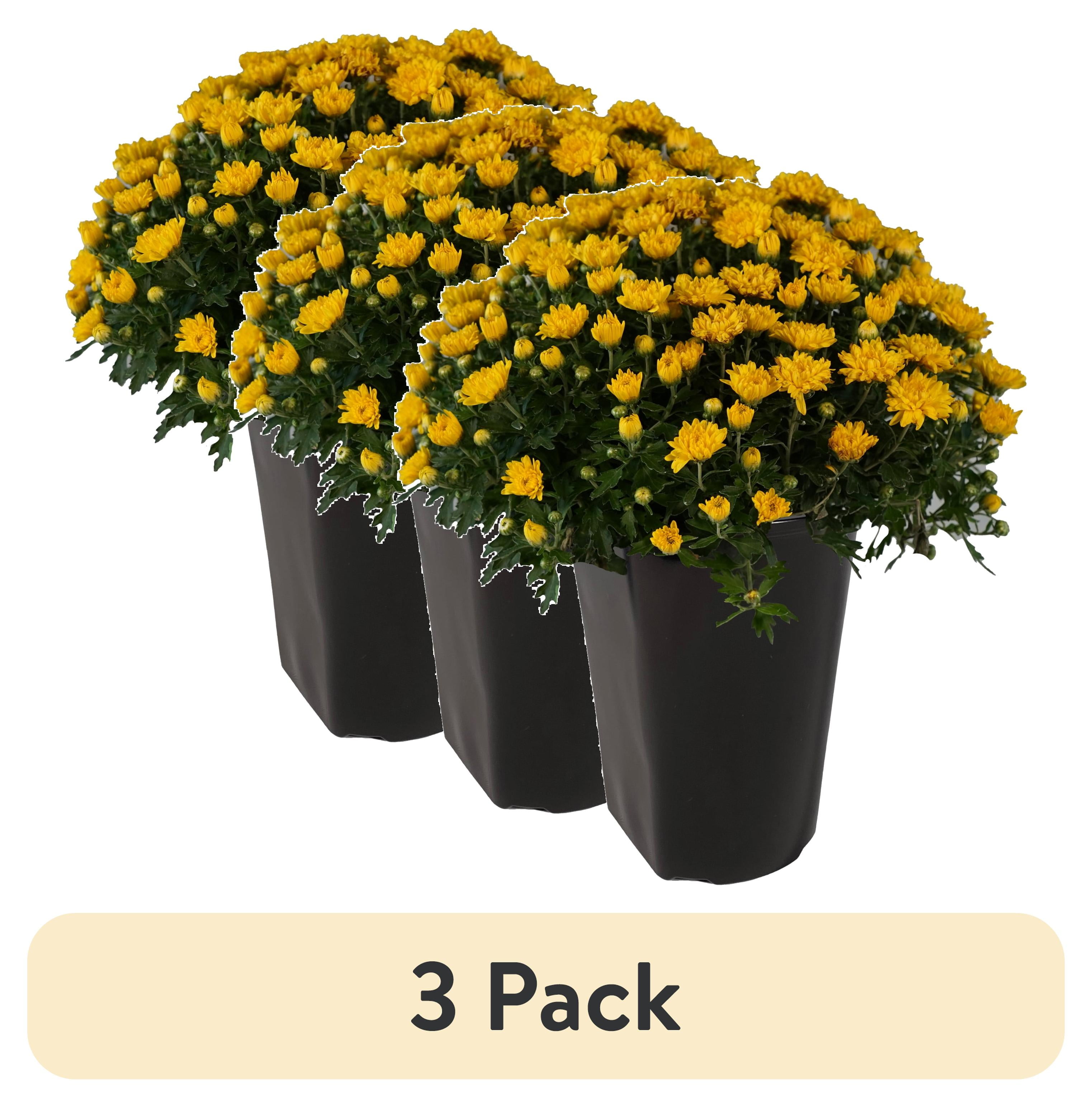 (3 pack) Expert Gardener 1.0PT Yellow Mum Live Plant in Grower Pot ...