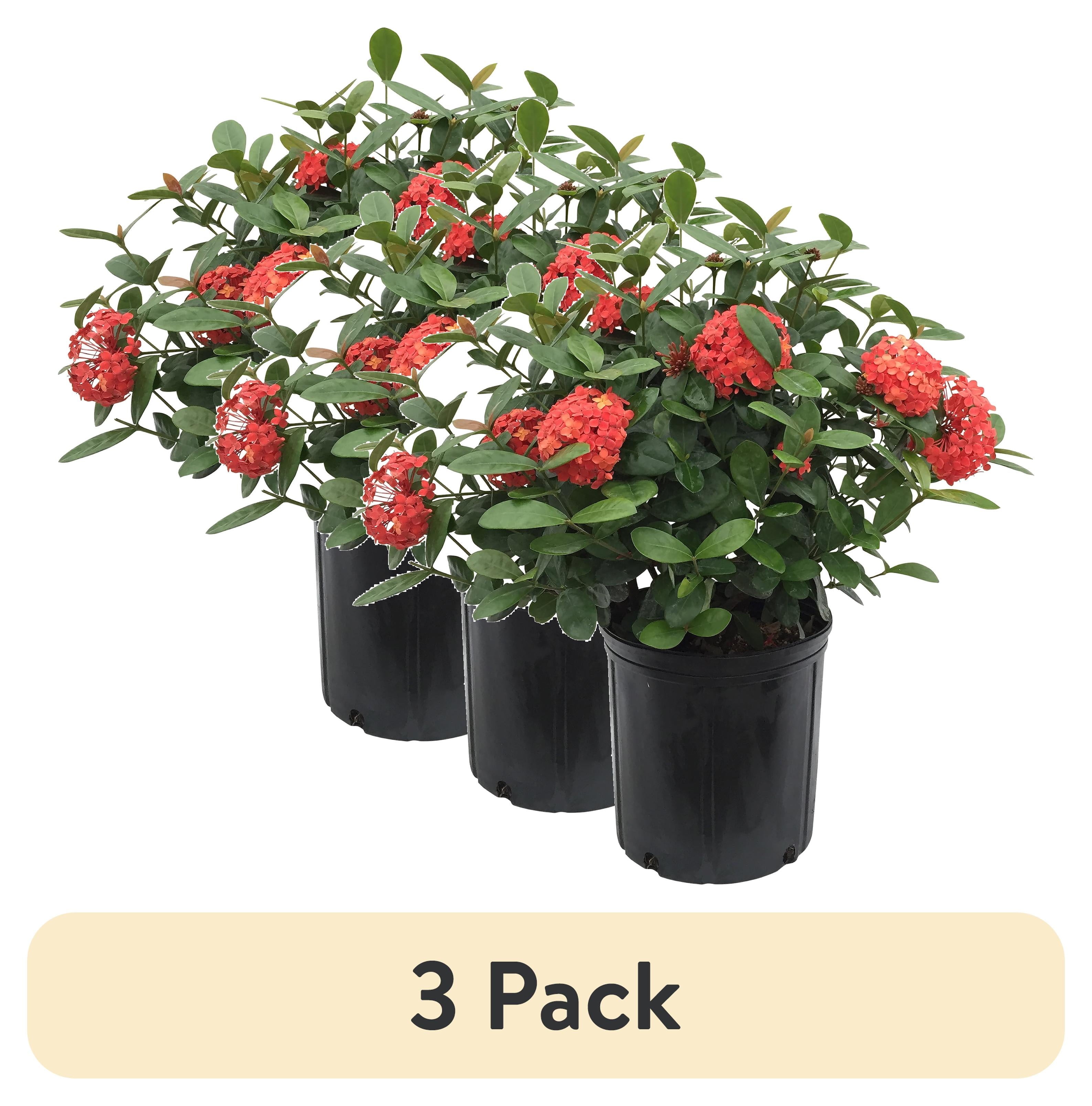 (3 pack) Nature's Way Farms Under the Florida Sun 24" Assorted Colors Ixora Live Plant in 2G ...