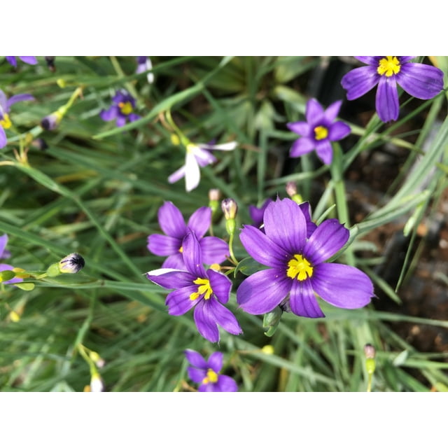 3 Pots Of Sisyrinchium Angustifolium Lucerne Blue Eyed Grass Live
