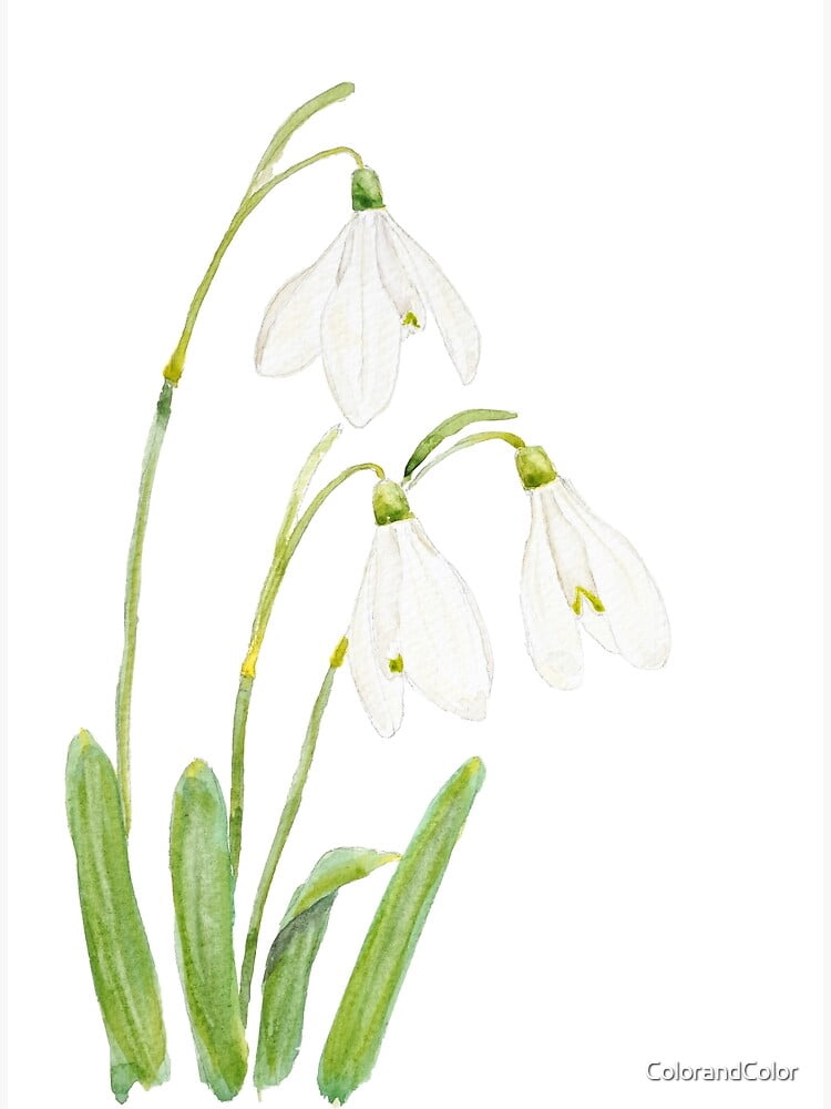3 snowdrop flowers watercolor hand painted Poster Framed-unframed ...