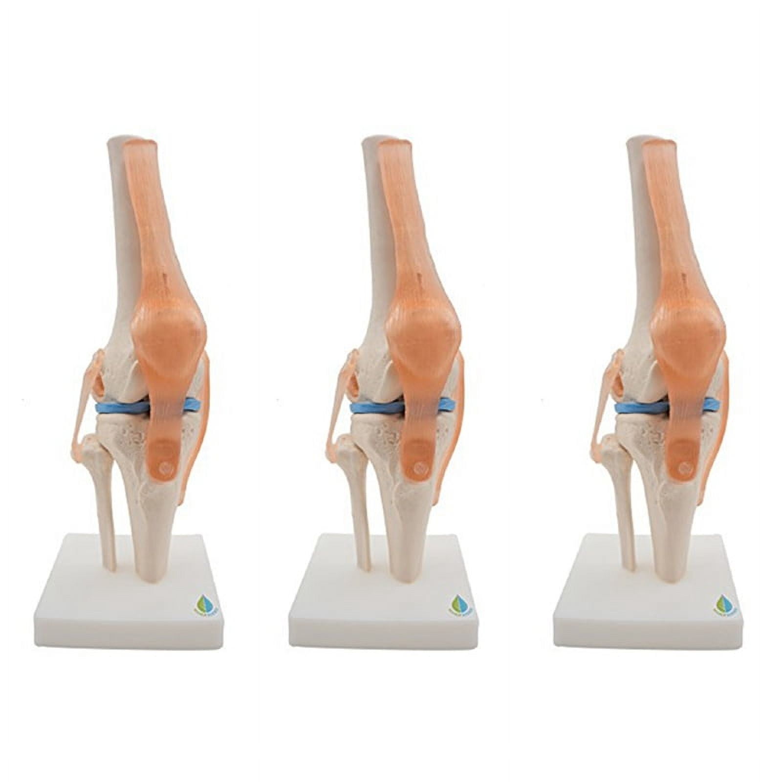 3 x ligament model-As shown - Walmart.com