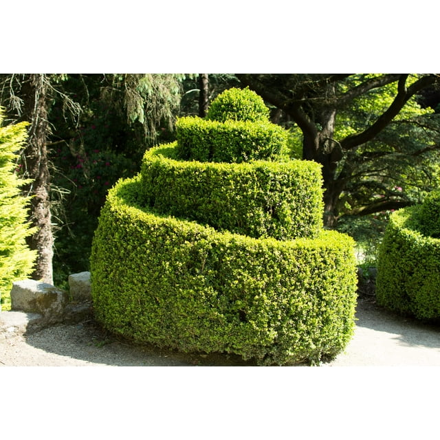 30 AMERICAN BOXWOOD Common Buxus Sempervirens European Box Shrub Seeds ...