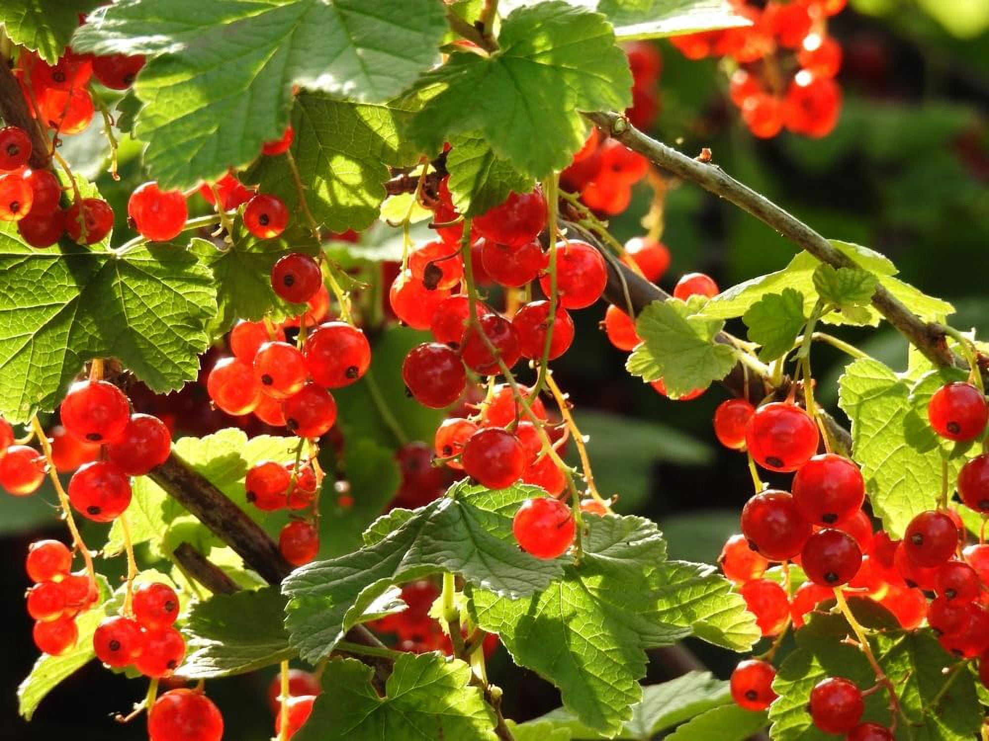 30 Alpine Currant Bush Seeds for Planting - Indian Cherry - Ribes ...