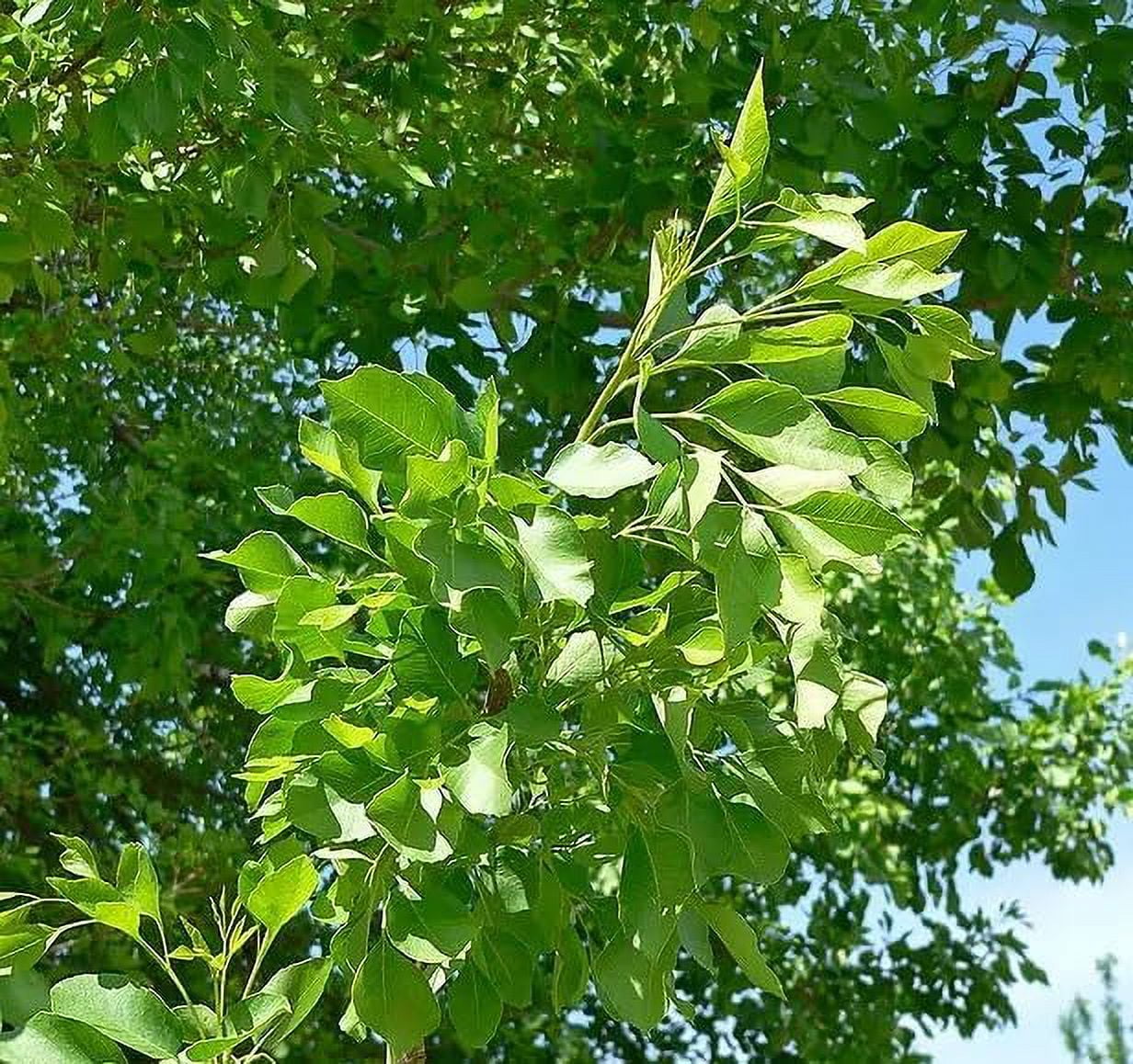 30 Arizona Ash Tree Seeds for Planting - Fraxinus Velutina - Walmart.com