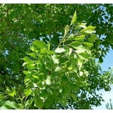 30 Arizona Ash Tree Seeds for Planting - Fraxinus Velutina - Walmart.com
