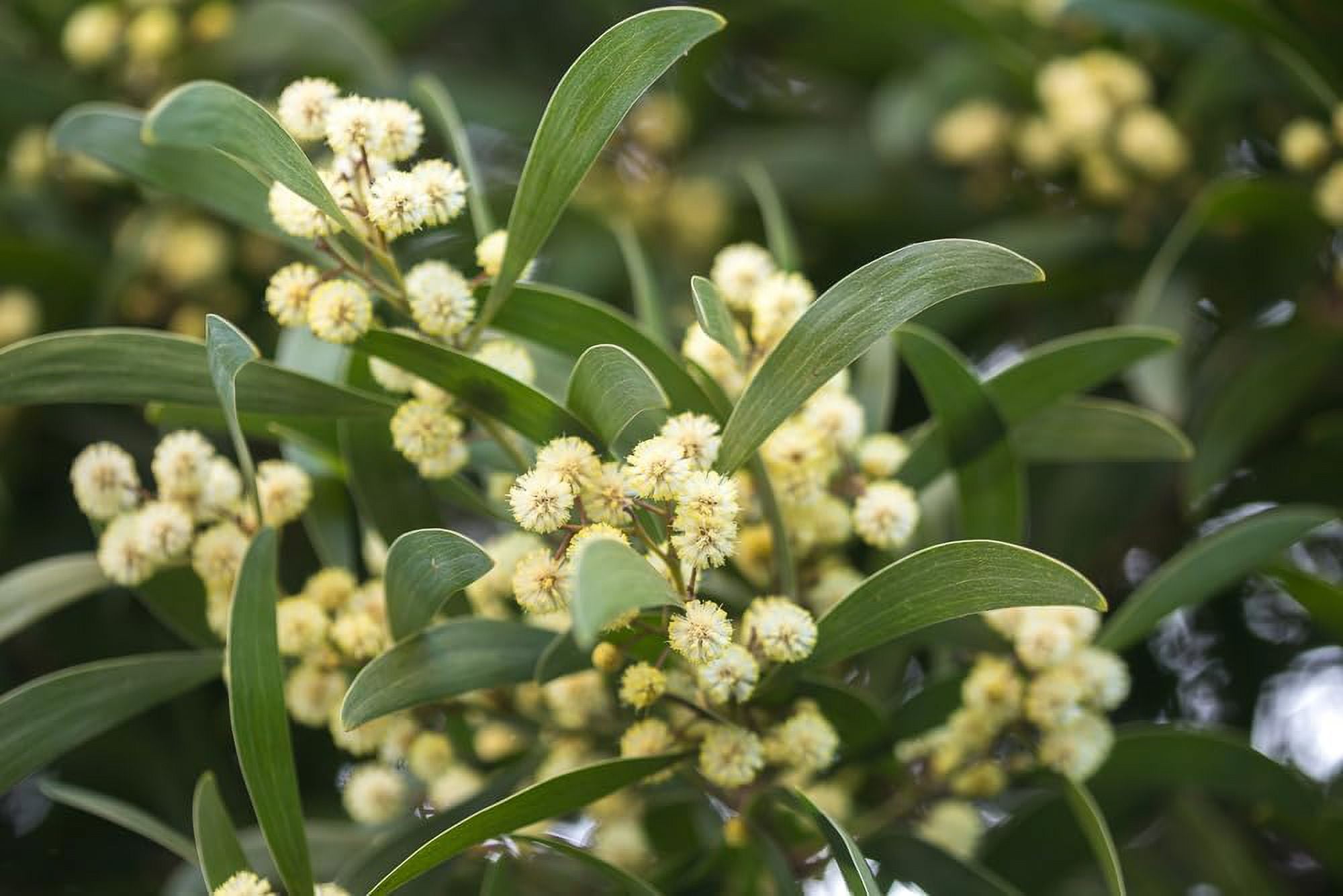 30 Australian Blackwood Tree Seeds for Planting - Acacia melanoxylon ...