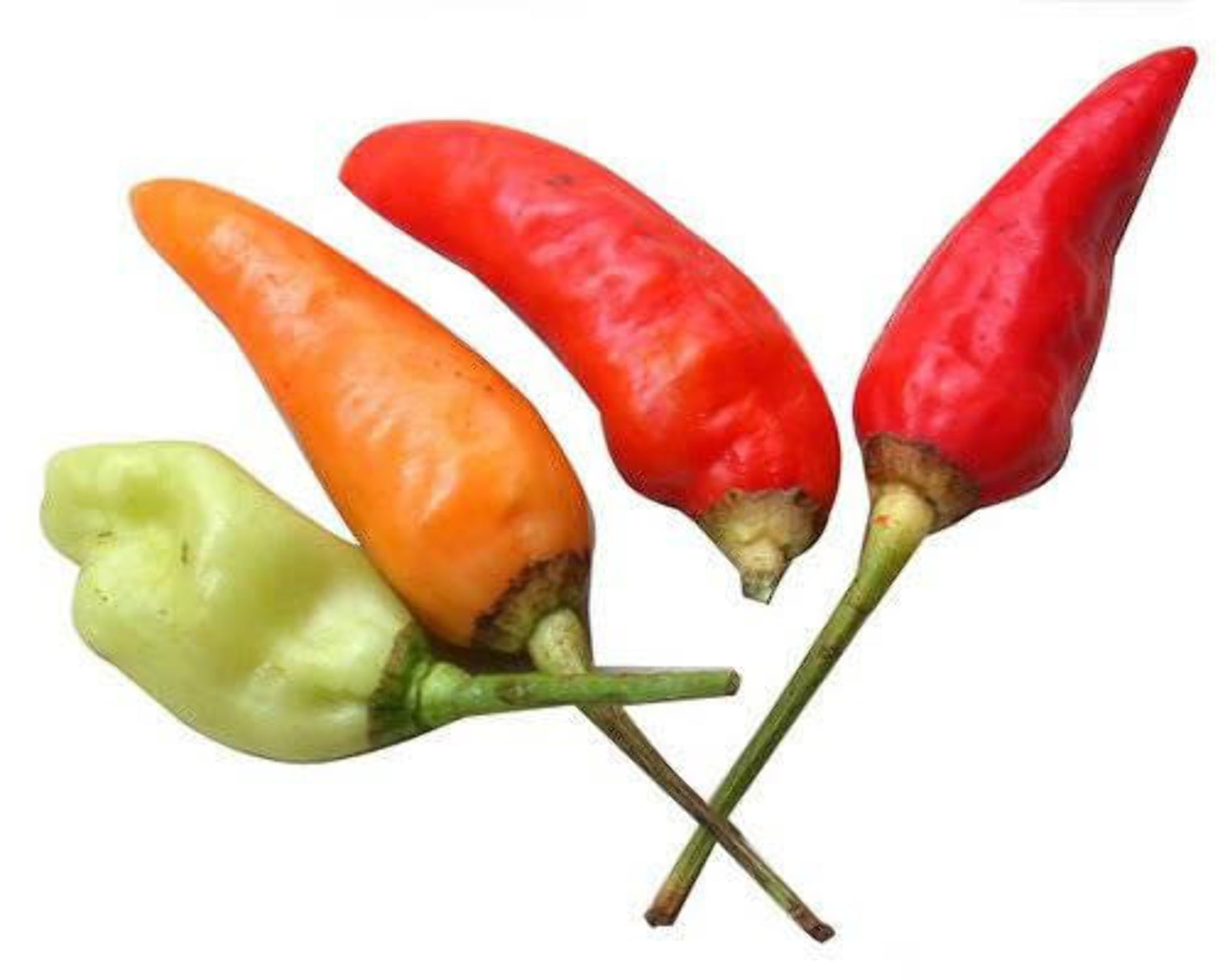 30 Seeds BIRDS Eye CHILI PEPPER (Chiltepin Pepper) Capsicum Frutescens ...