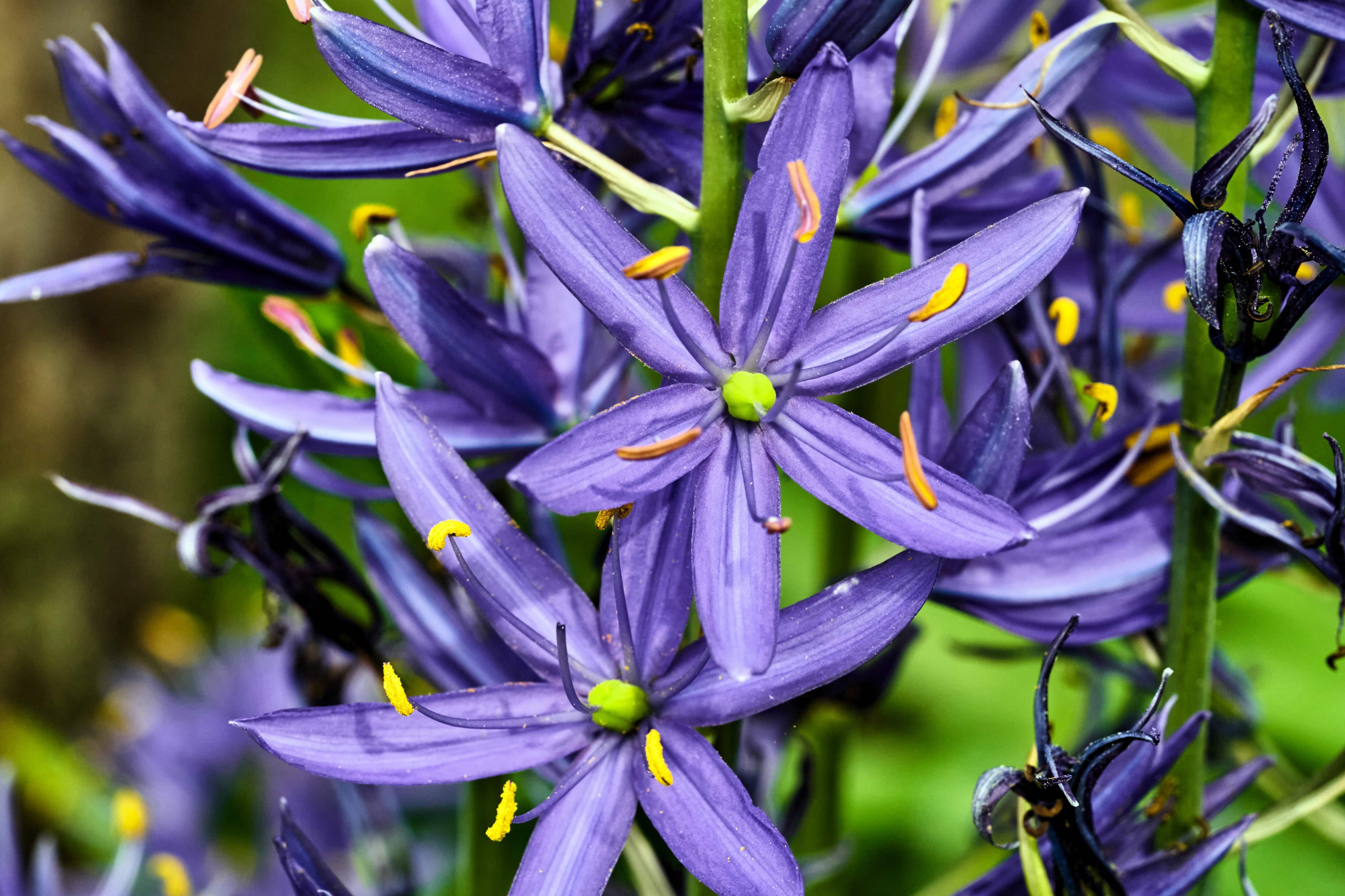30 BLUE CAMAS Camass Lily Wild Indian Hyacinth Camassia Quamash Flower ...