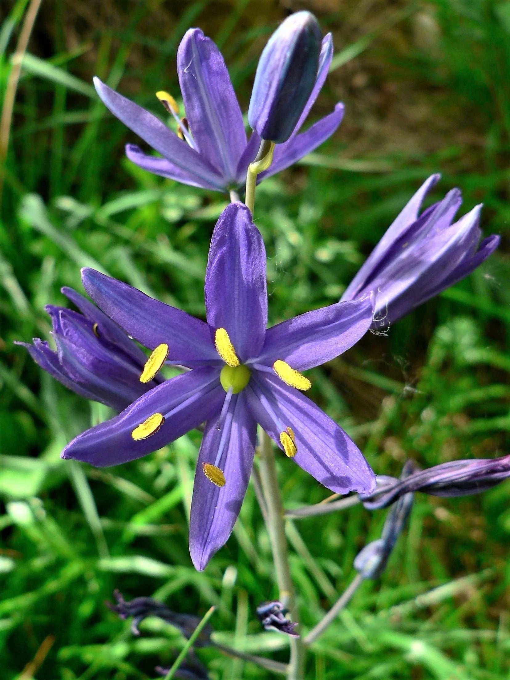 30 BLUE CAMAS Camass Lily Wild Indian Hyacinth Camassia Quamash Flower ...