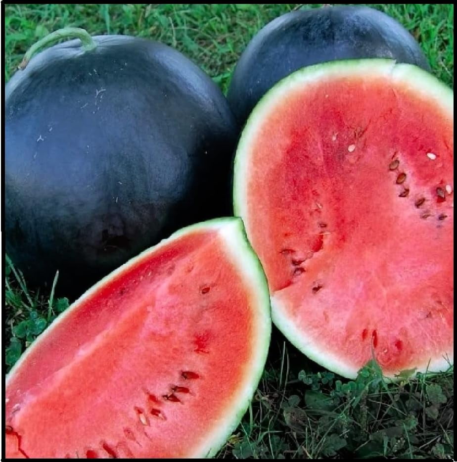 30 Black Diamond Watermelon Seeds for Planting - Summer Favorite, Fruit ...