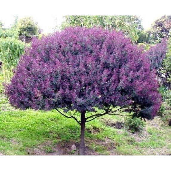 30 Blue Leafed Mimosa Tree Seeds for Planting Acacia baileyana Purpurea ...
