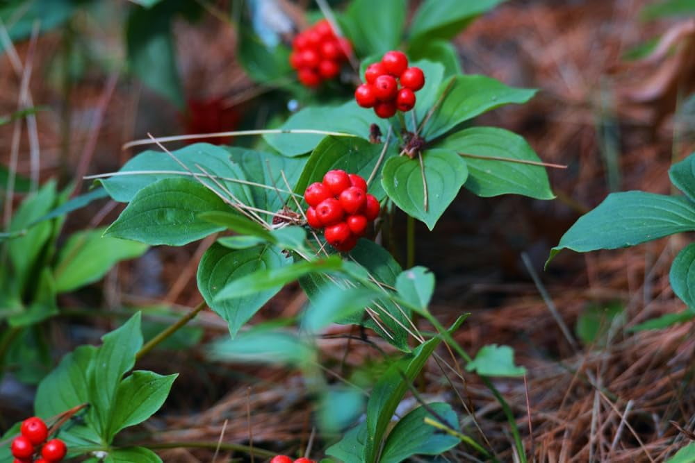 30 Bunchberry Bush Seeds for Planting - Cornus canadensis - Bunchberry ...