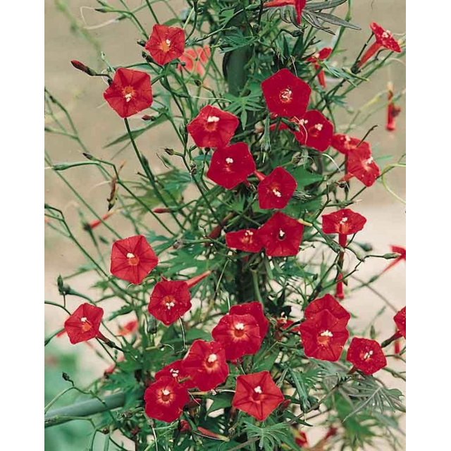 30 Perennial Cardinal Climber Vine Ipomea Quamoclit Red Flower Seeds ...