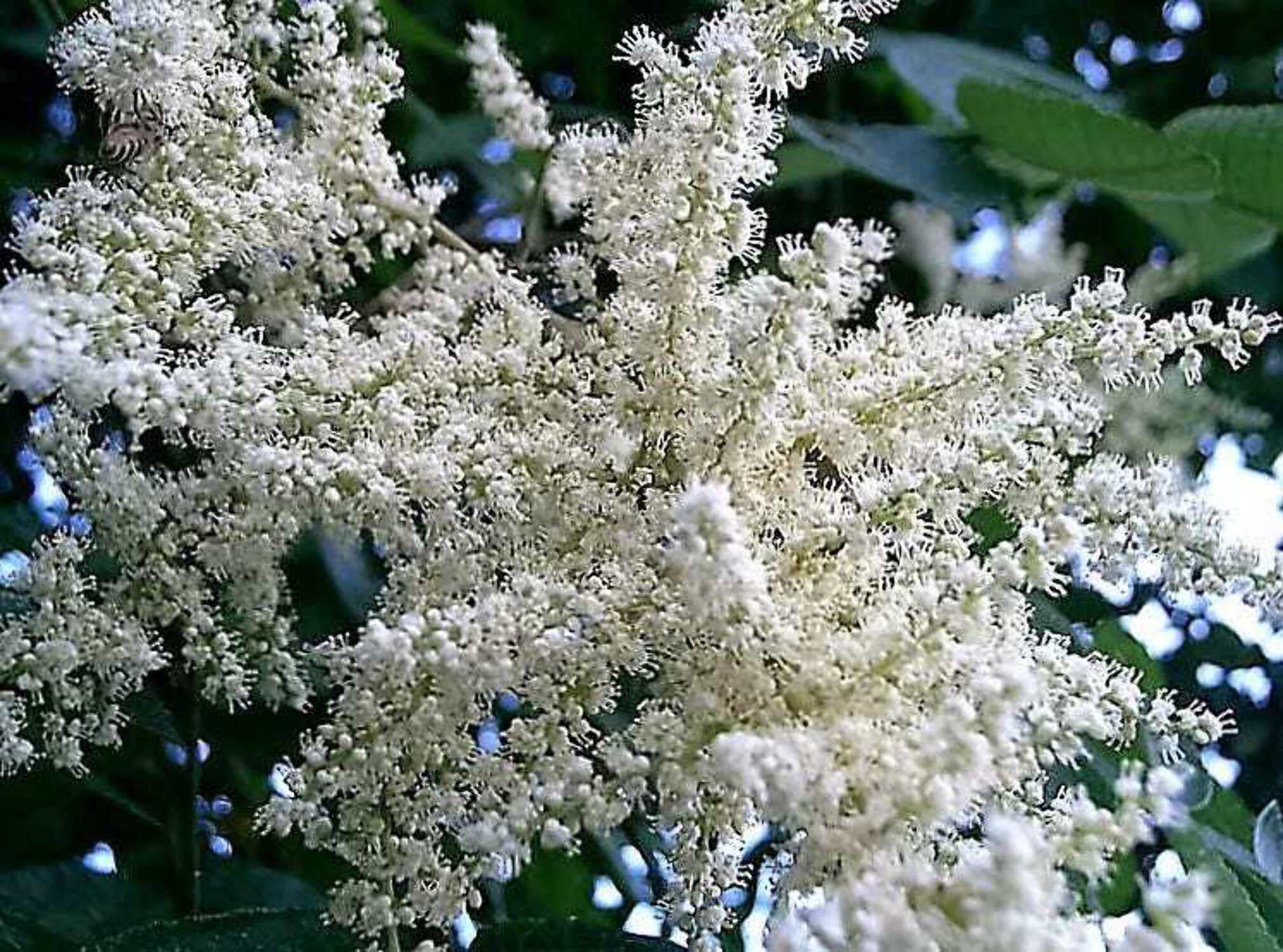 30 CHINESE SUMAC TREE Nutgall White Flowers Red Berries Rhus Chinensis ...