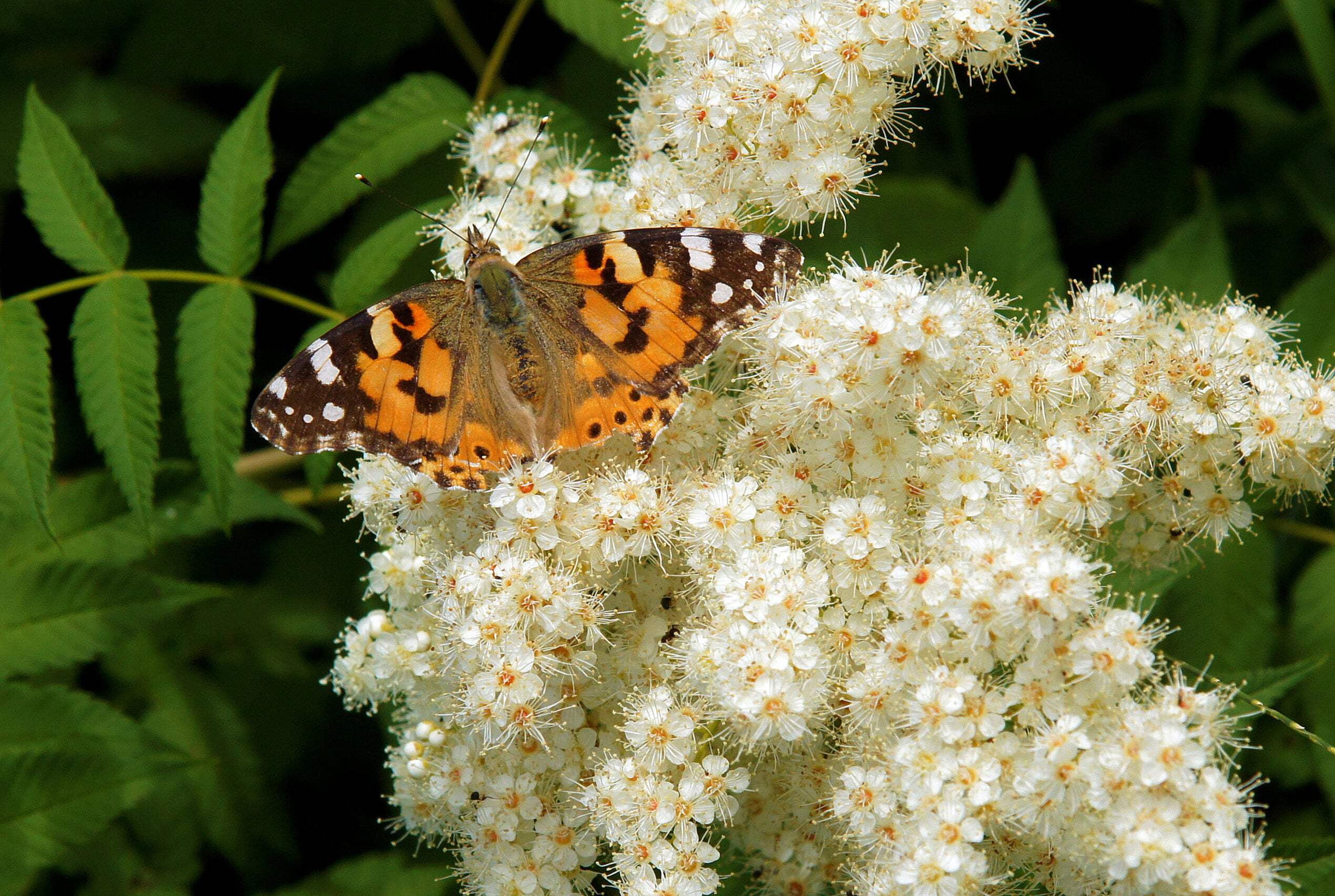 30 CHINESE SUMAC TREE Nutgall White Flowers Red Berries Rhus Chinensis ...