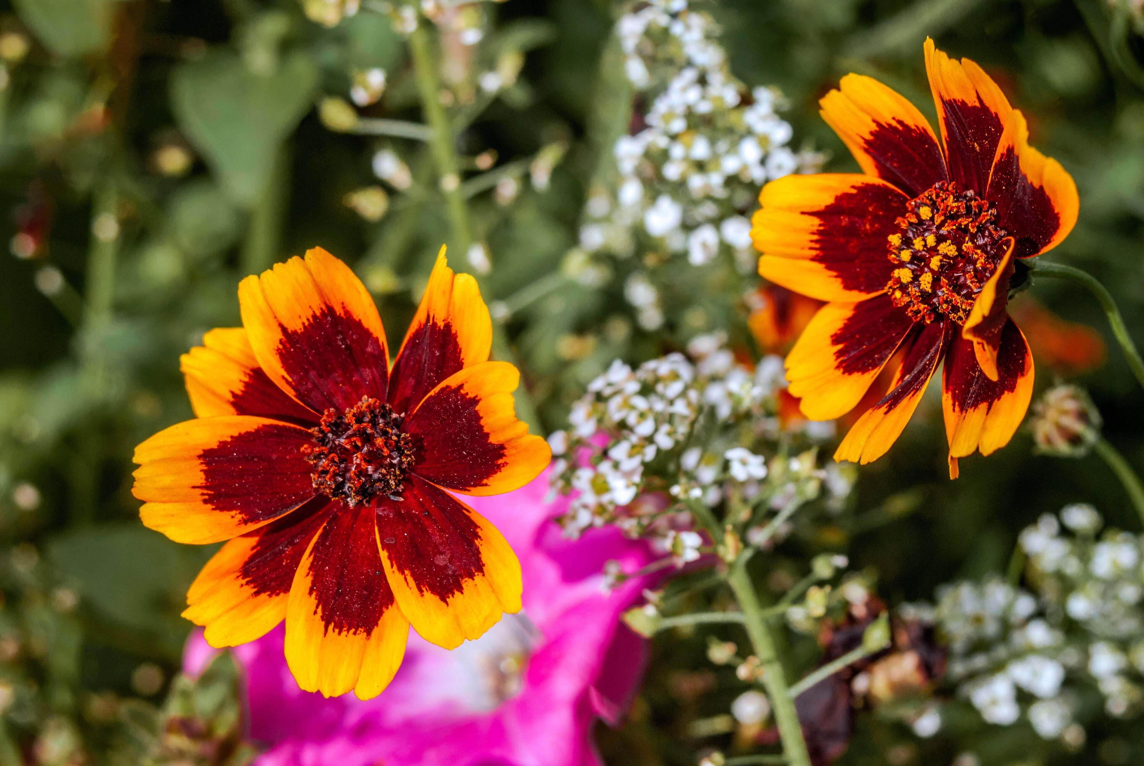 30 COSMIDIUM BRUNETTE Burridgeanum Greenthread Flower Seeds - Walmart.com