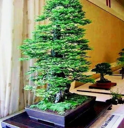 30 California Coast Redwood Seeds Giant Sequoia Bonsai - Walmart.com