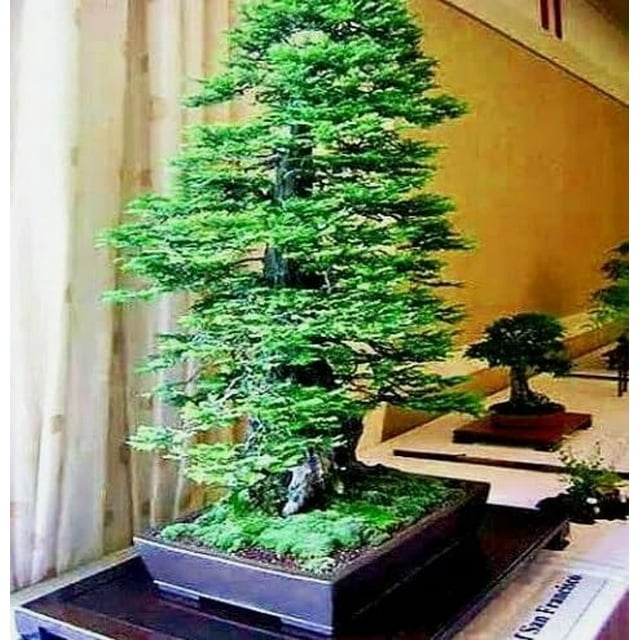 30 California Coast Redwood Seeds Giant Sequoia Bonsai - Walmart.com