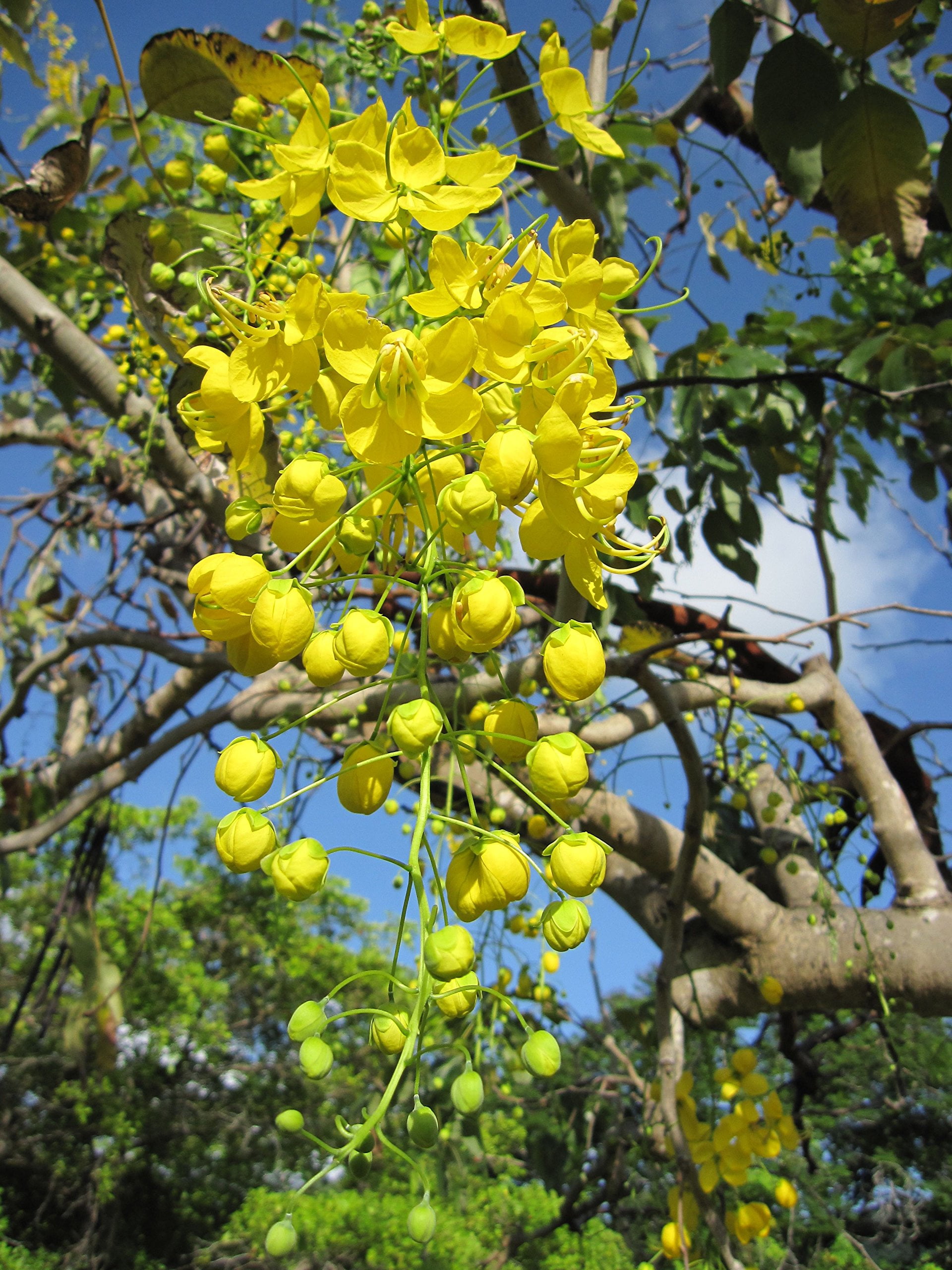 30 Cassia Fistula Seeds / Golden Shower Tree / Yellow Flower / Bactyrilobium Fistula - Walmart.com
