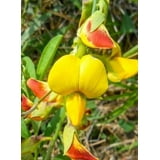 30 Cats Bell Flower Seeds for Planting - Crotalaria spectabilis ...