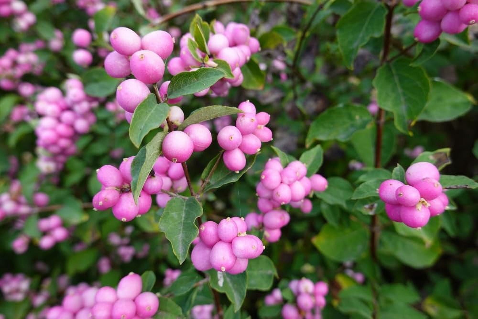 30 Coralberry Bush Seeds for Planting - Indian Currant, Symphoricarpos ...