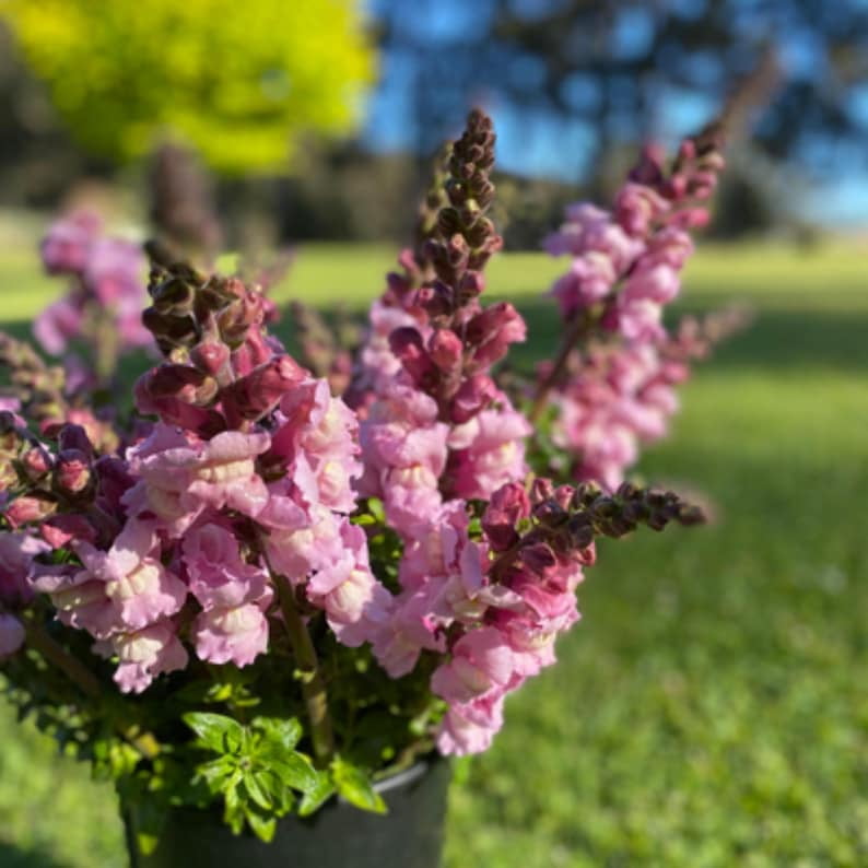 30 Costa Lavender Snapdragon Seeds Attracts Pollinators Cut Flowers ...