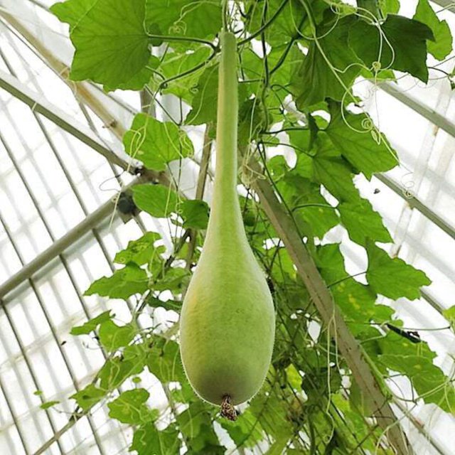 30 Seeds DIPPER GOURD Siphon Gourd Green Lagenaria Siceraria Vegetable ...