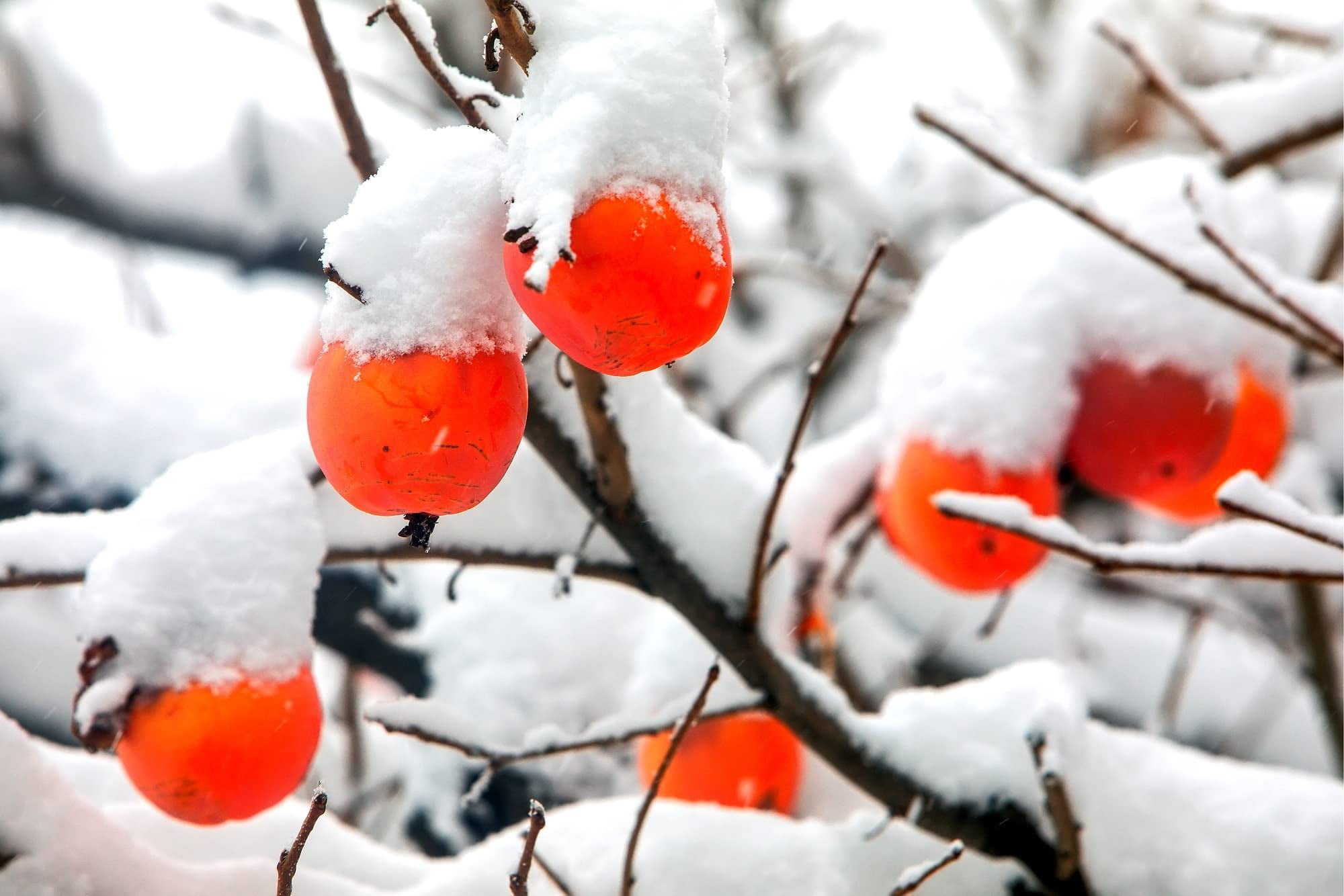 30 Date Plum Tree Seeds for Planting - Diospyros Lotus - Walmart.com