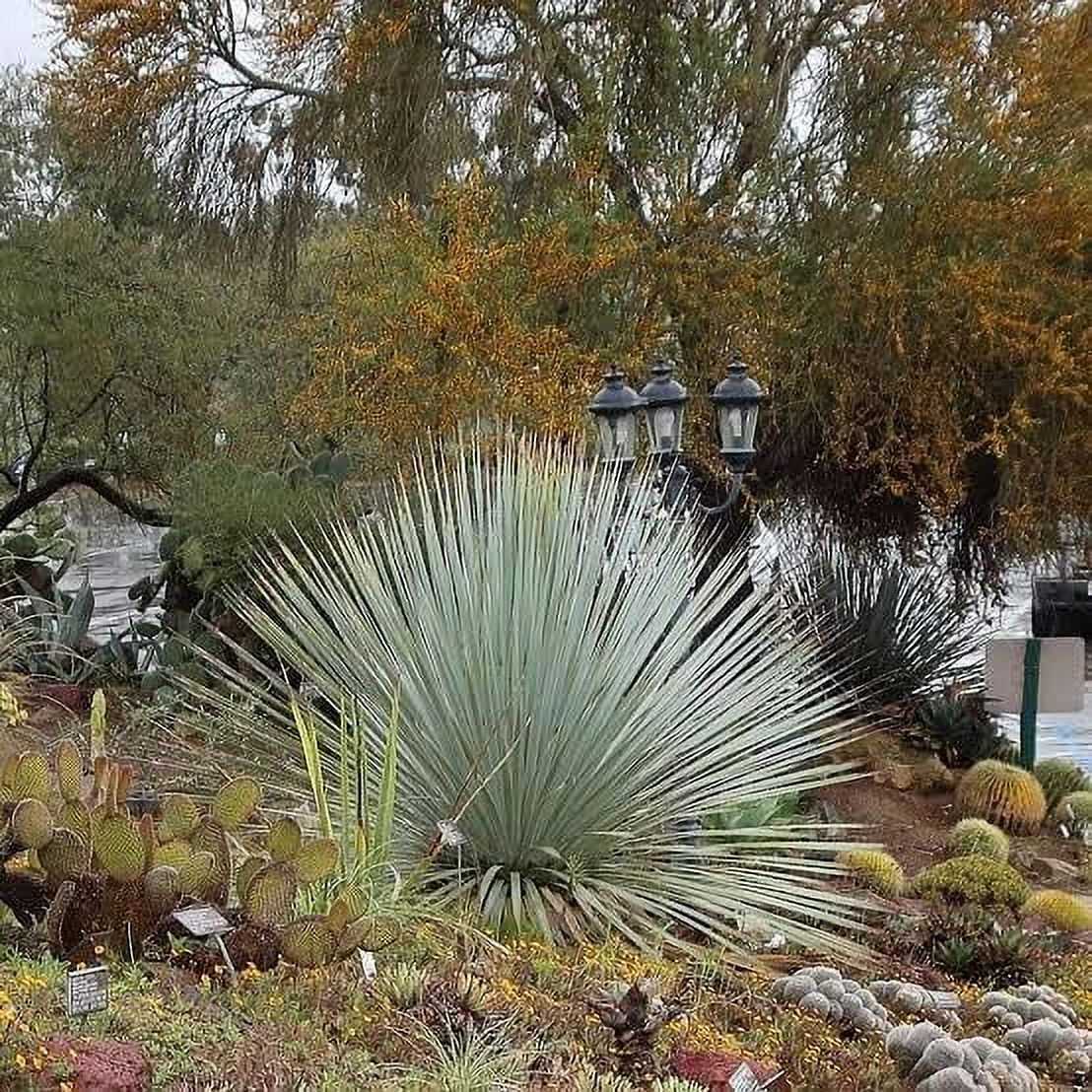 30 Desert Spoon Cactus Seeds for Planting, Blue Sotol Succulent ...