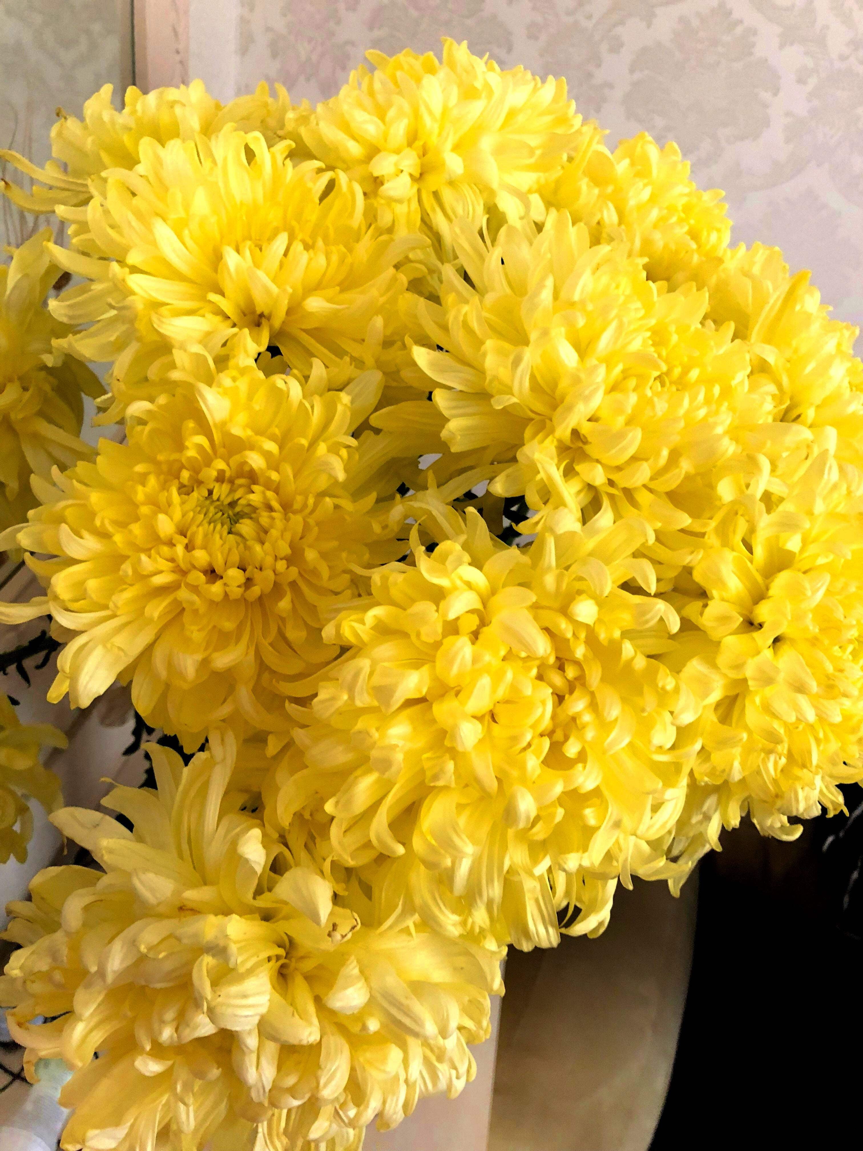 30 Heirloom Yellow Paeony Aster Callistephus Flower Seeds, Attracts ...