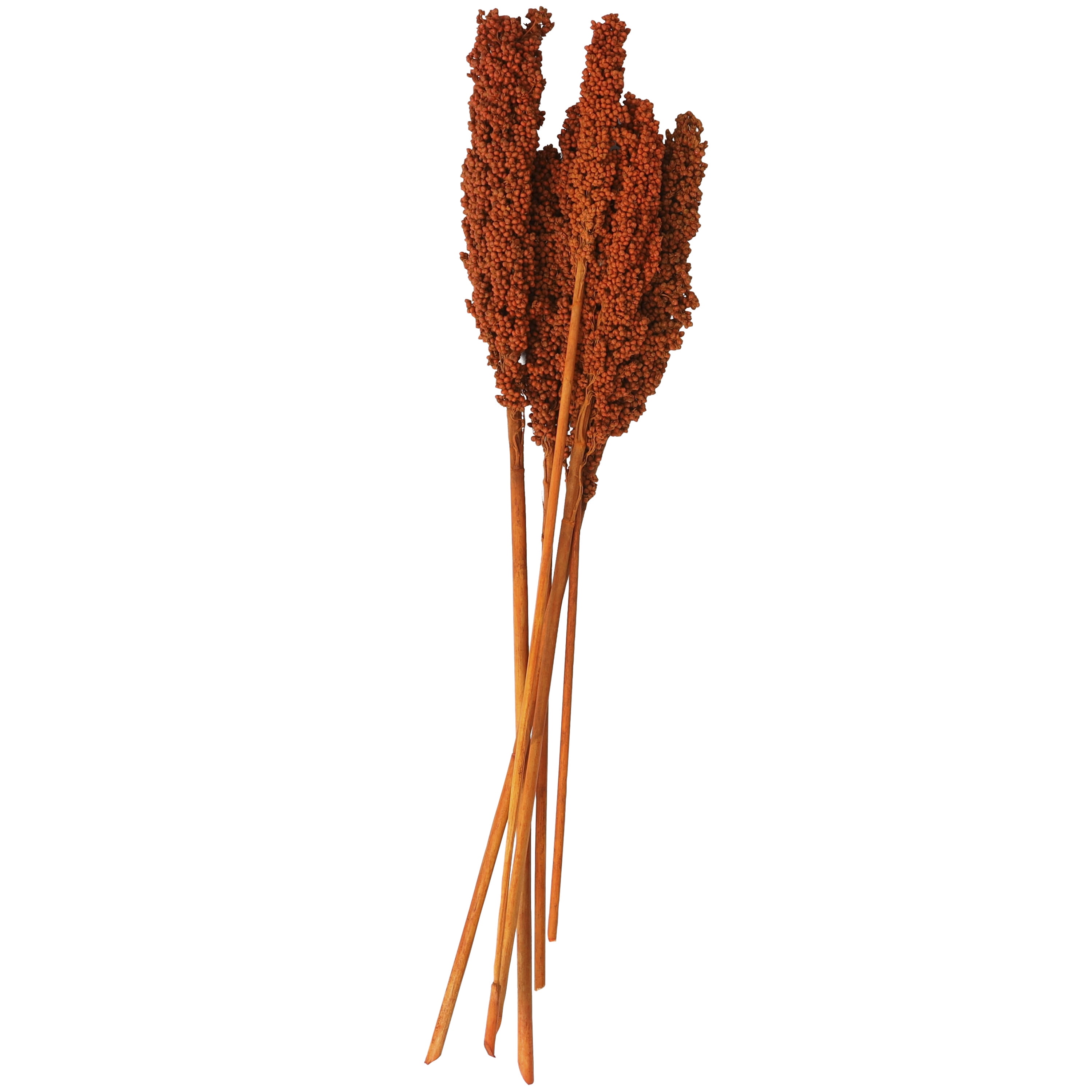 30" Dried Plant Natural Foliage Corn Maze Bouquet with Long Stems, by ...