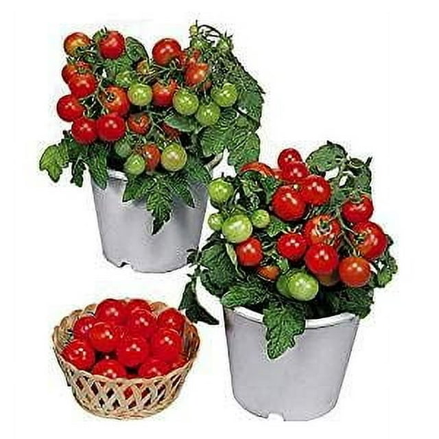 30 Dwarf Red FEV6 Robin Tomato Seeds, Heirloom Non-GMO, Sweet, Low Acid ...