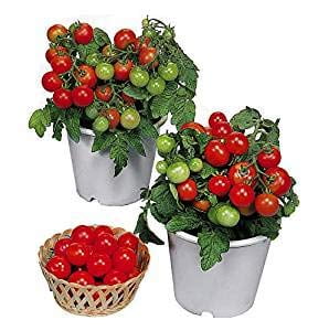 30 Dwarf Red Robin Tomato Seeds, Heirloom MHD1Non-GMO, Sweet, Low Acid ...