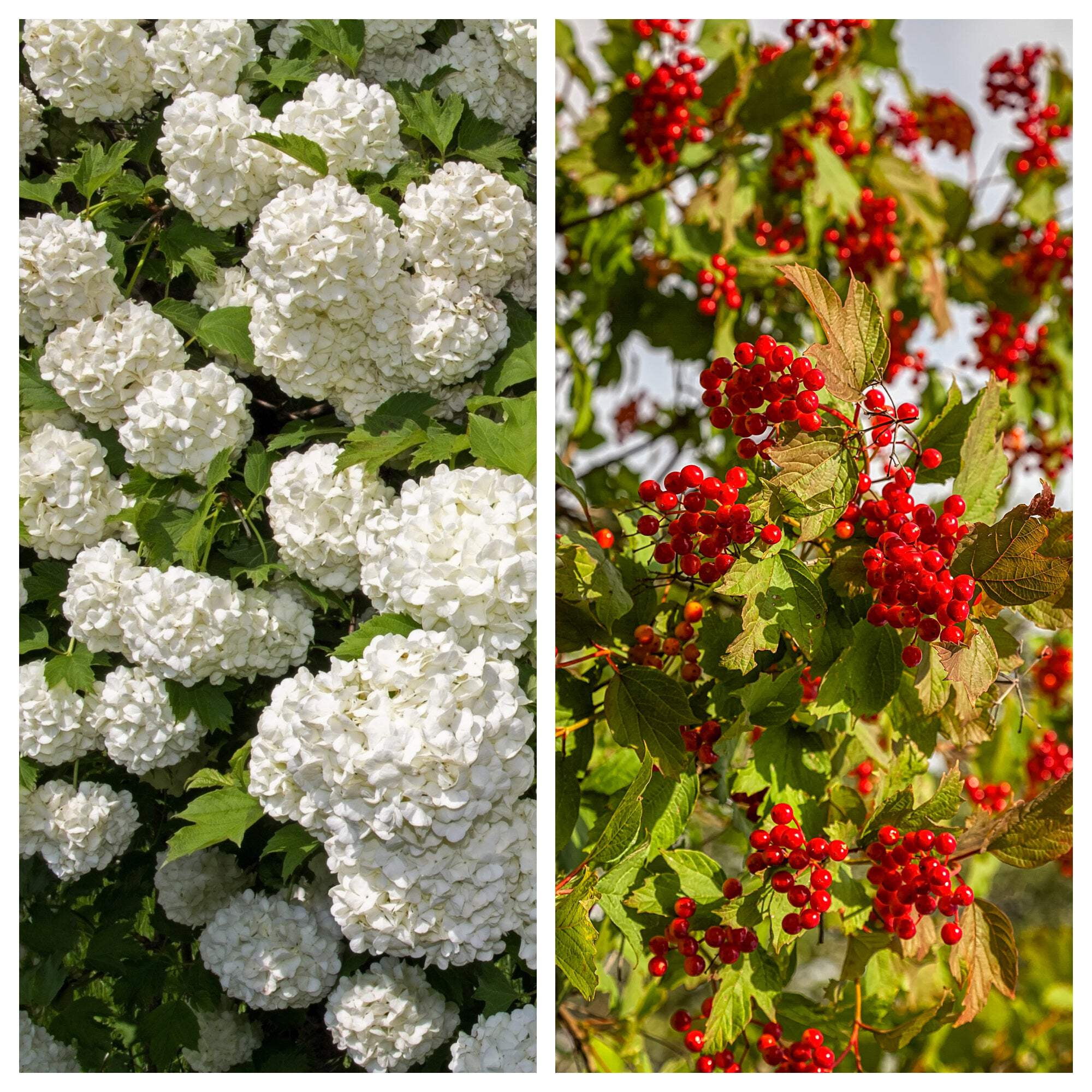 30 EUROPEAN CRANBERRY / SNOWBALL Tree Guelder Rose Viburnum Opulus Red ...
