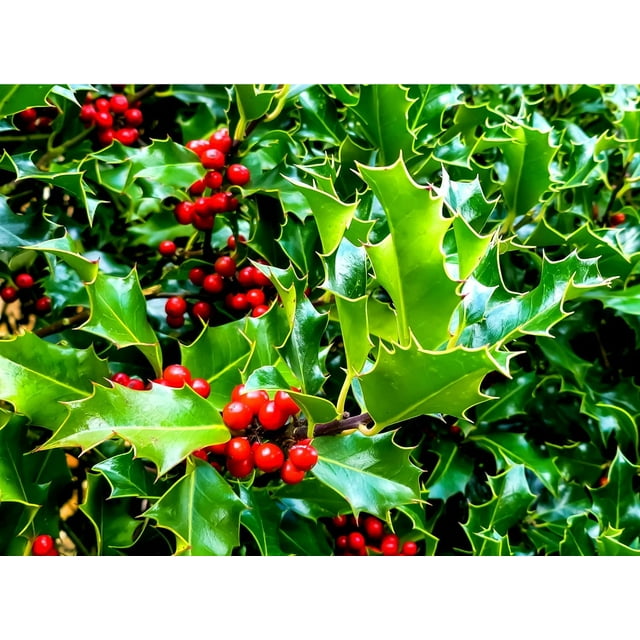 30 English Holly Tree Seeds for Planting - Ilex aquifolium - Christmas ...