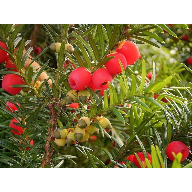 30 English Yew Tree Seeds - Taxus baccata - Evergreen Tree with Bright ...